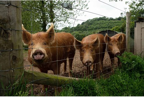 Welcome to Gillyflower – the Cornwall golf course you can actually eat ...