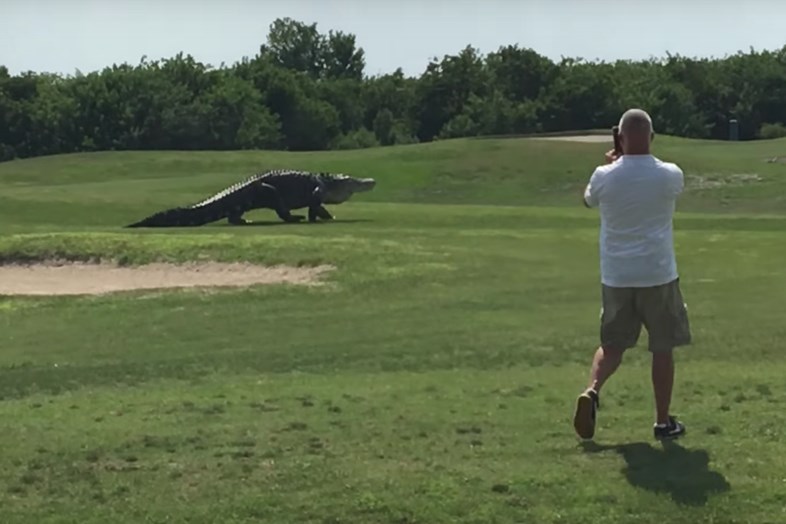 There’s a giant alligator terrifying golfers in Florida